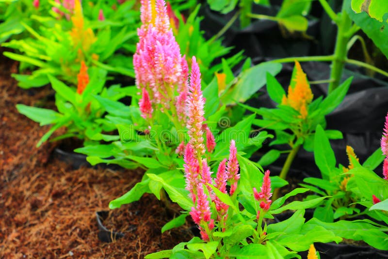 Pink Plumed Cockscomb Flower or Celosia Argentea Beautiful in the ...