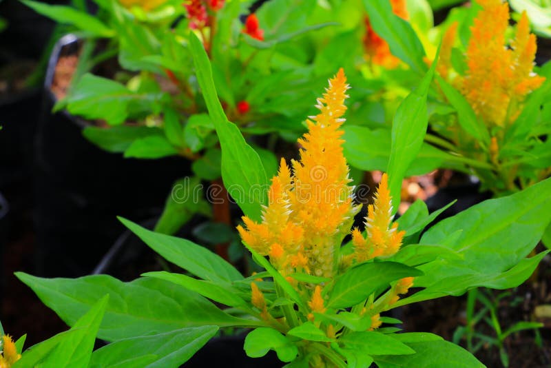 Flower Plumed Cockscomb Red or Celosia Argentea Beautiful in Th Stock ...