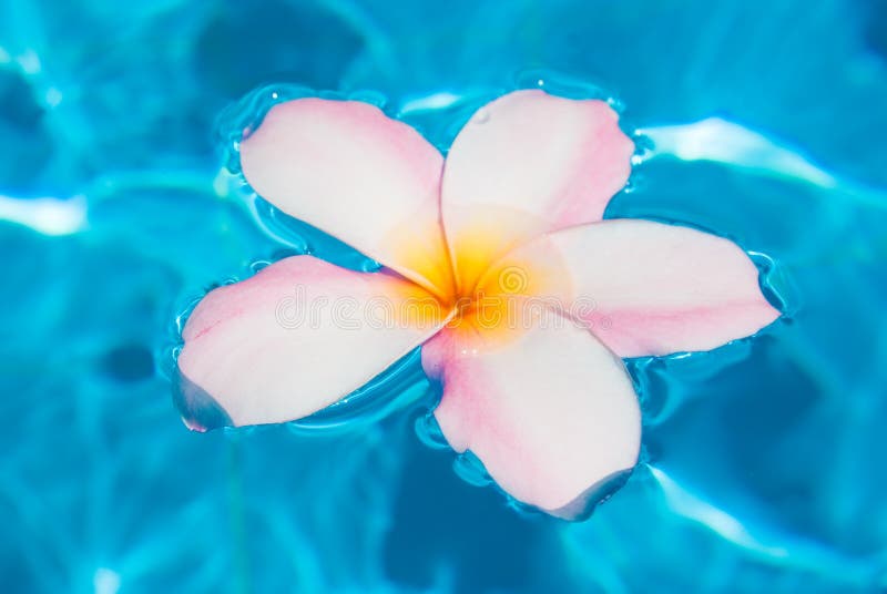 Flower plumer in water stock image. Image of pool, plan - 13656979