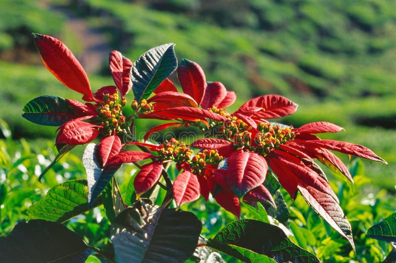 Indian Poinsettia Flower Point Setia Munnar Kerala India Stock Photo ...