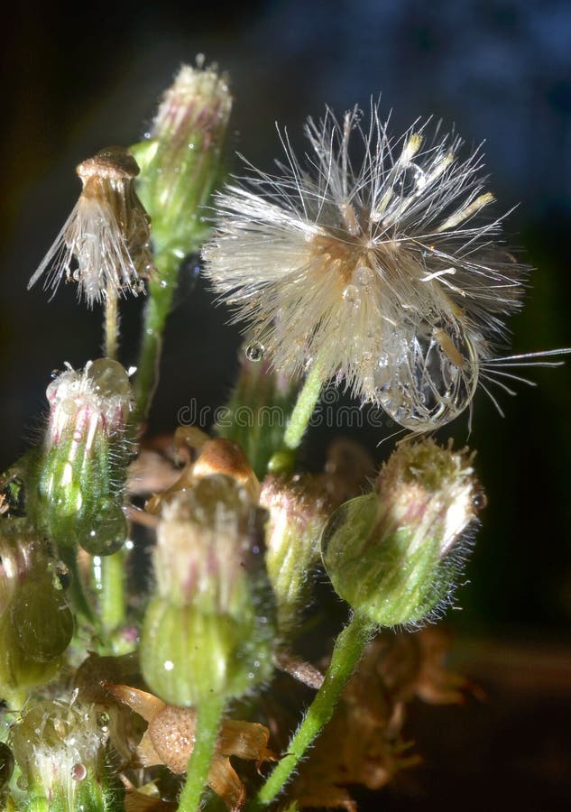 Flower Polen stock photo. Image of drops, water, close - 37440412