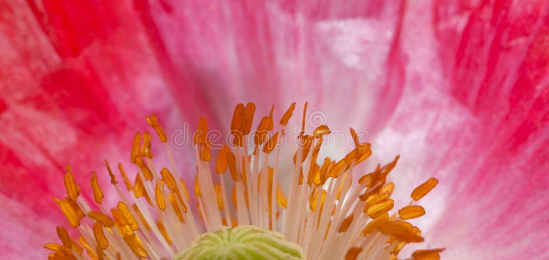 Flower with pollen stock image. Image of flora, macro - 13034863