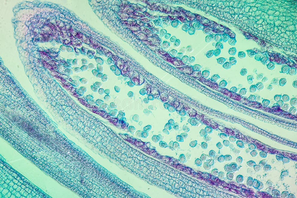 Flower with pollen stock image. Image of 100x, stone - 196733953