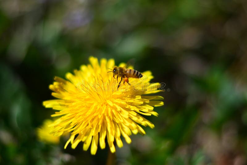 The Lawns Covered with Violet Stock Image - Image of crocus, drops ...