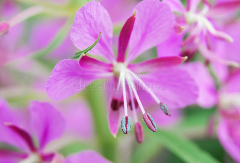 The Flower with the Pollen of Fireweed Close-up Stock Photo - Image of ...