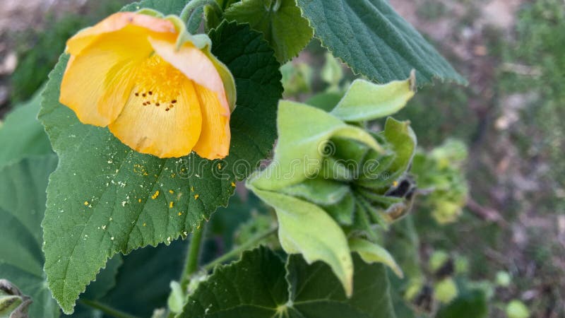 Flower and pollen stock image. Image of nature, blur - 83310465