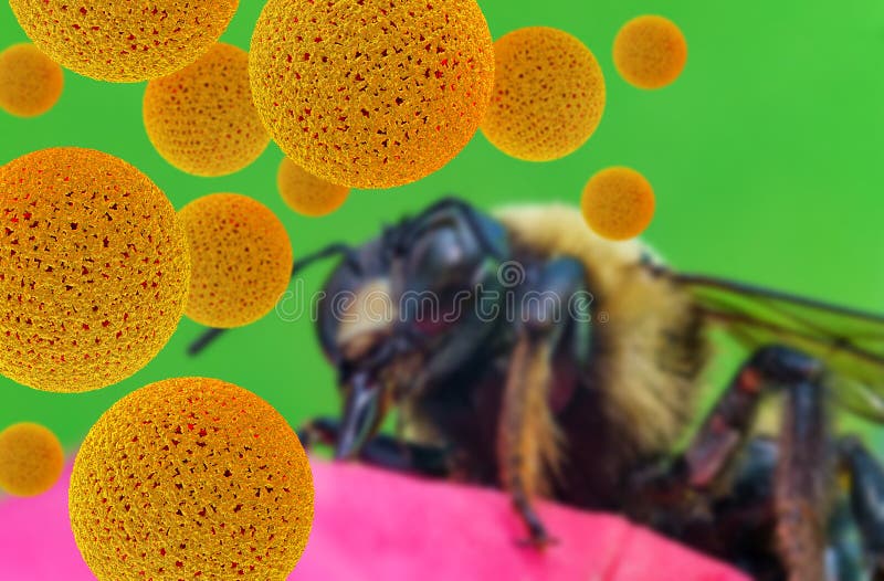 308 Pollen Particles Stock Photos - Free & Royalty-Free Stock Photos ...