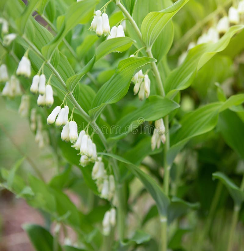 Flower of the Polygonatum Odoratum, Known As Angular Solomon`s Seal or ...