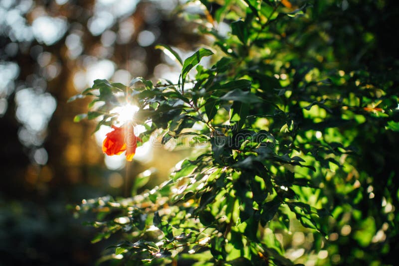 The flower of pomegranate stock photo. Image of georgia - 57737458
