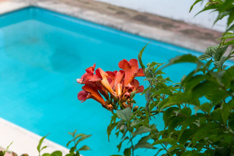 Flower with Pool at Background Stock Photo - Image of exotic ...