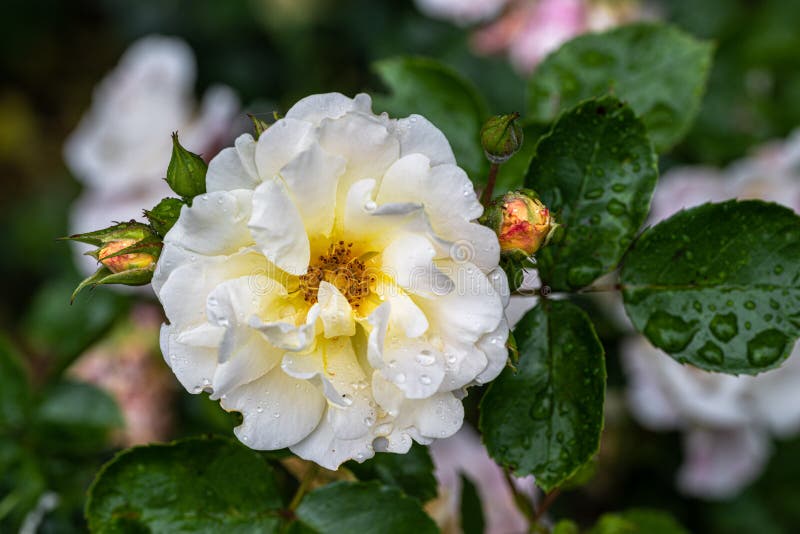 Flower of Shrub Rose stock photo. Image of outdoors - 253448422