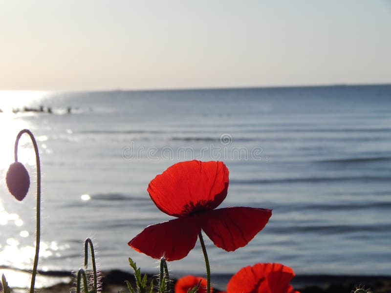 The Flower Poppy on the Beach Stock Image - Image of beach, poppy: 97226007