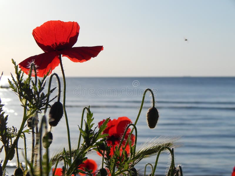 The Flower Poppy on the Beach Stock Image - Image of petal, flowers ...
