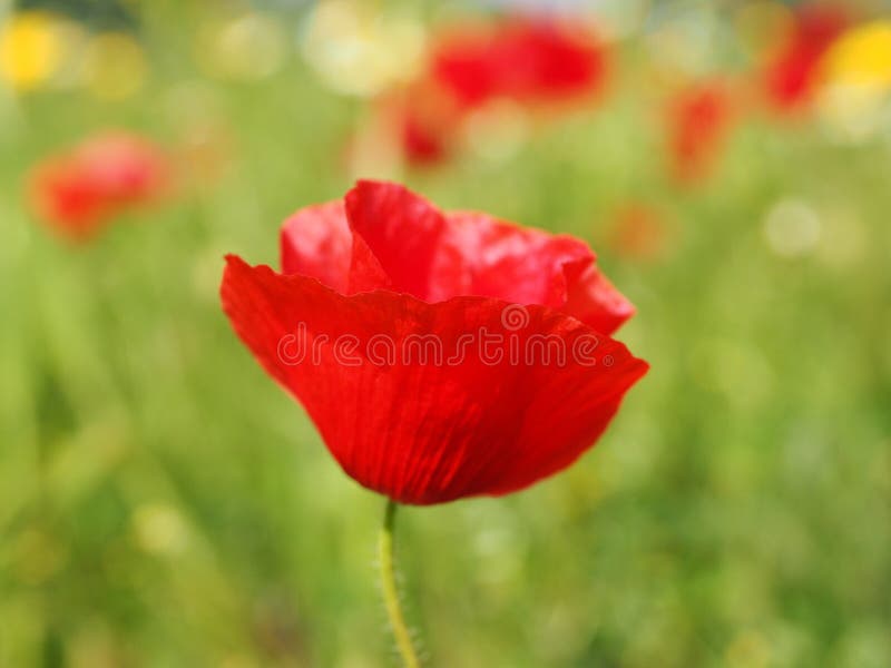 Flower, Poppy, Wildflower, Coquelicot Picture. Image: 97219855