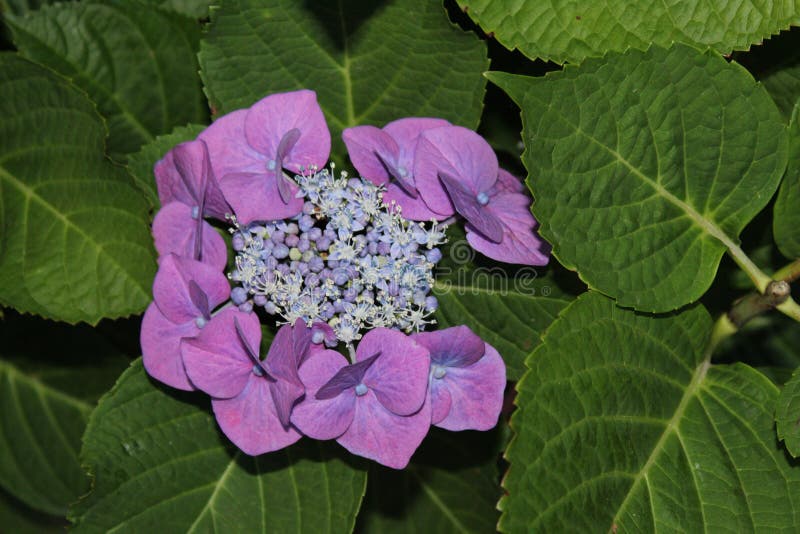 Flower Portrait stock photo. Image of garden, plant - 138364486