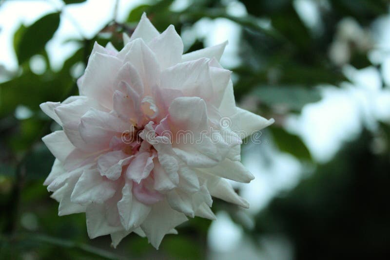 Flower Portrait stock photo. Image of green, flower - 138364628