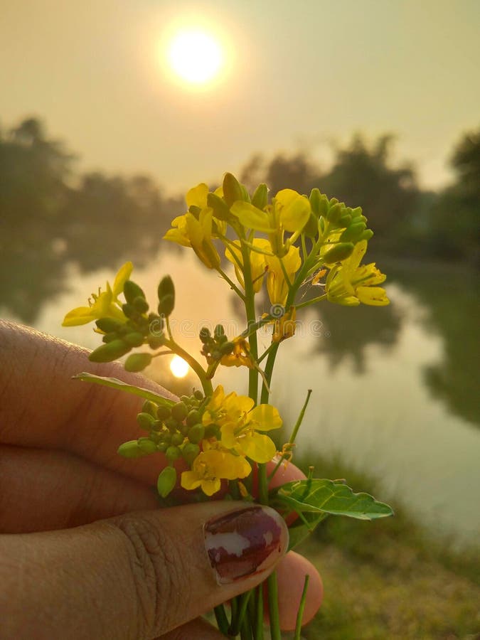 Sarso stock photo. Image of green, flower, yellow, beauty - 105630918