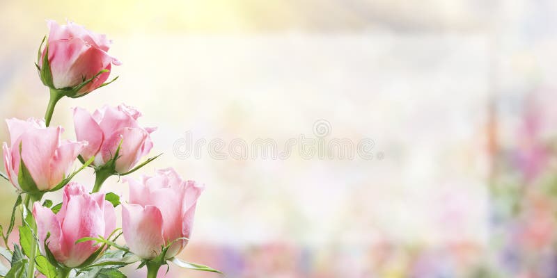 Flower Postcard Witn Empty Sheet of Paper Stock Photo - Image of nature ...