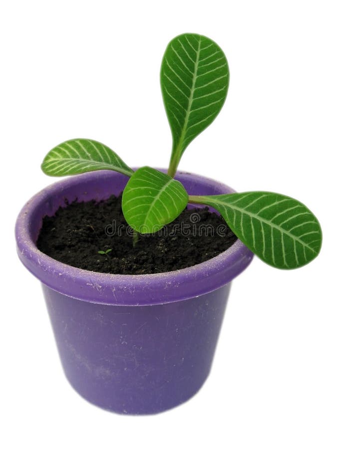 Flower pot stock image. Image of sprout, striped, violet - 16091591