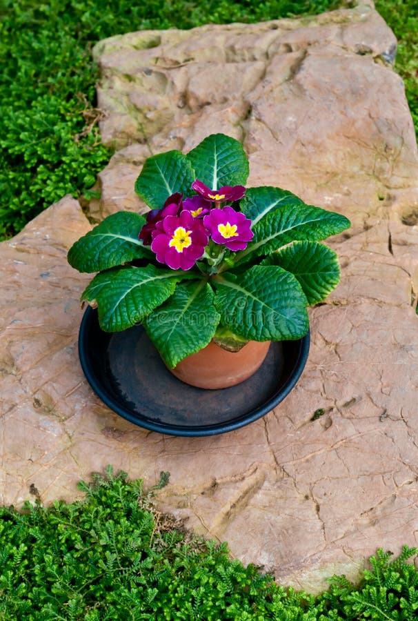 Flower in pot. stock photo. Image of bowl, backyard, flower - 28551318
