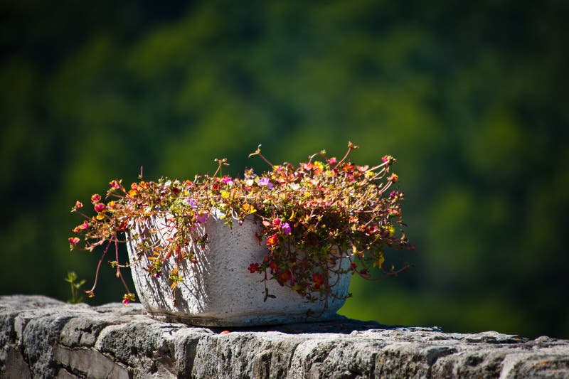 Flower pot stock photo. Image of flower, stone, green - 37419706