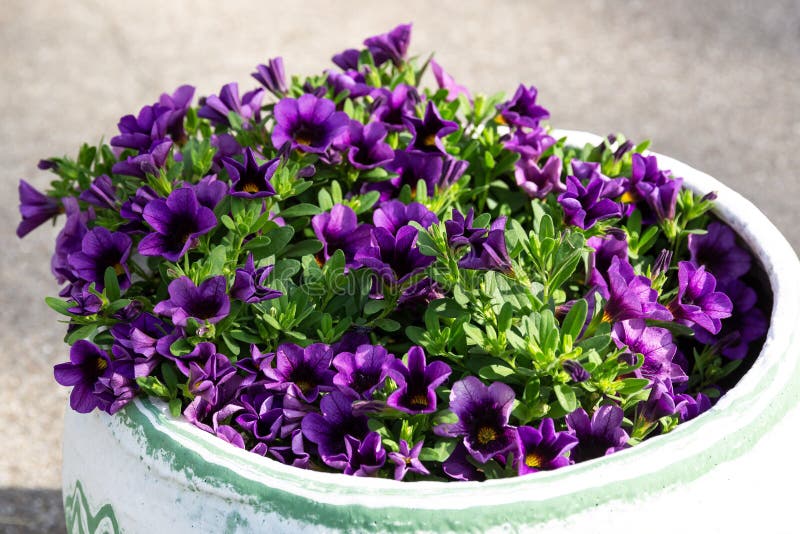 Flower Pot Full of Grape Million Bells Flowers Stock Photo - Image of ...