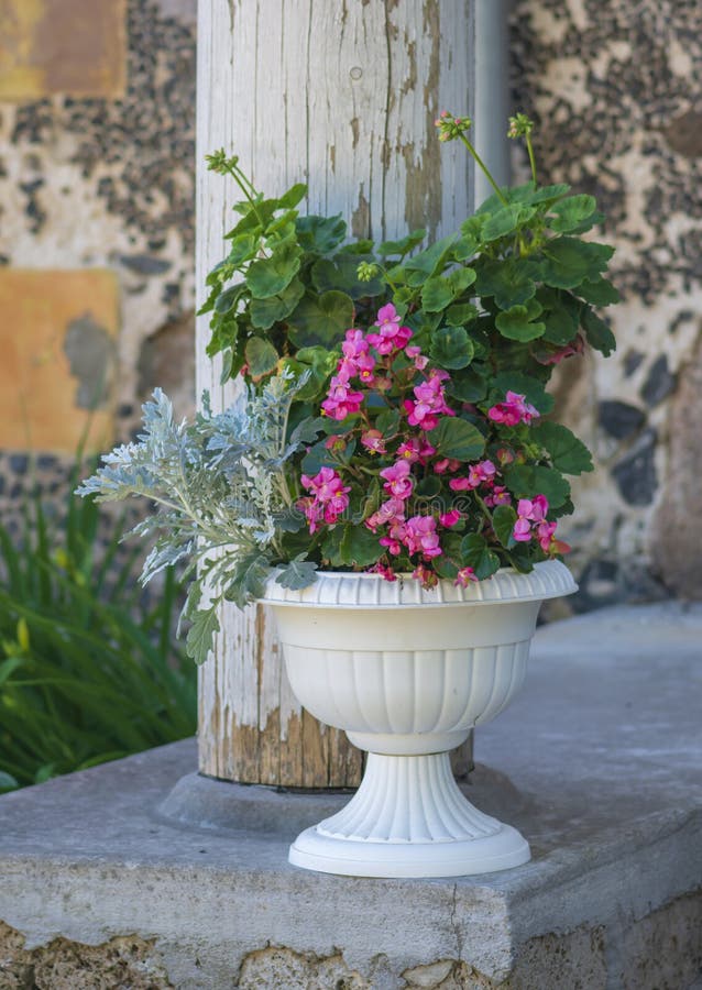 Flower Pot with Geranium Plant and Pink Begonia Stock Photo - Image of ...