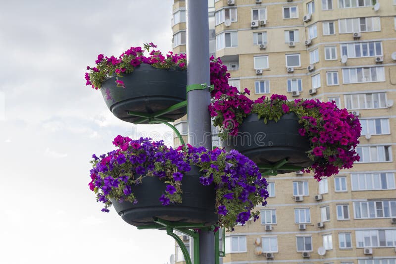 Flower Pot on a Pole Against the Background of a Multi-storey House ...