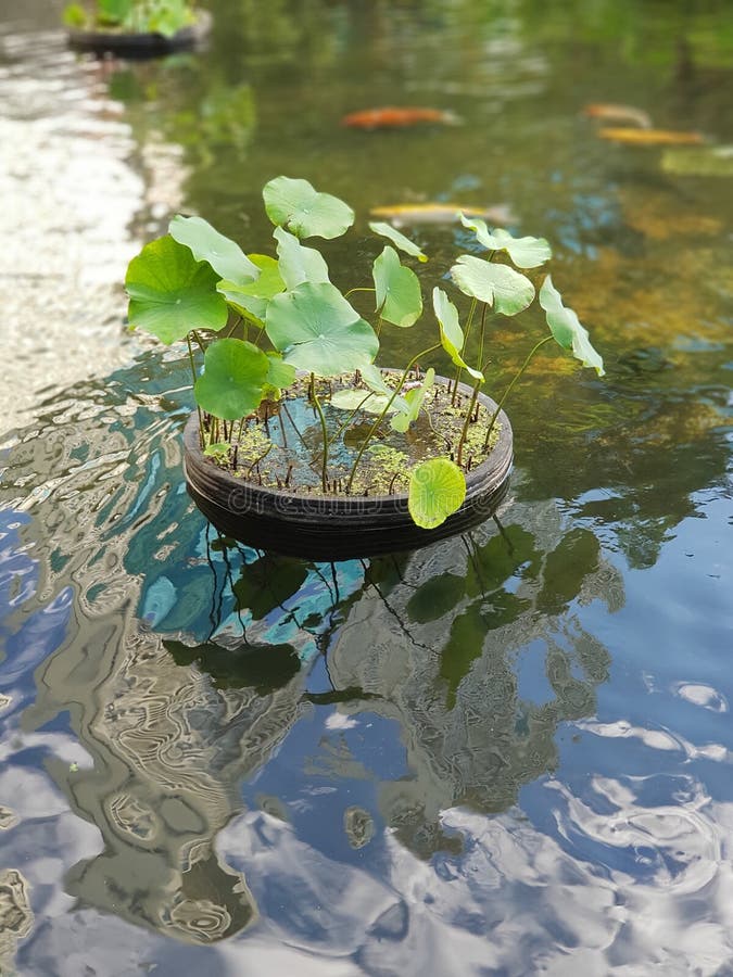 Flower Pot at the River stock photo. Image of autumn - 184421490
