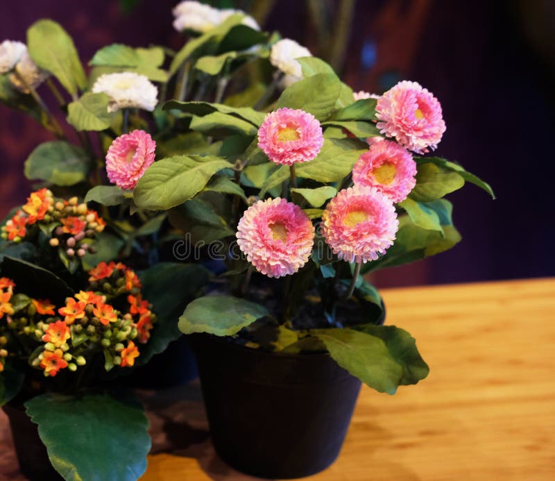 Flower pot on the table stock image. Image of room, office - 214787781