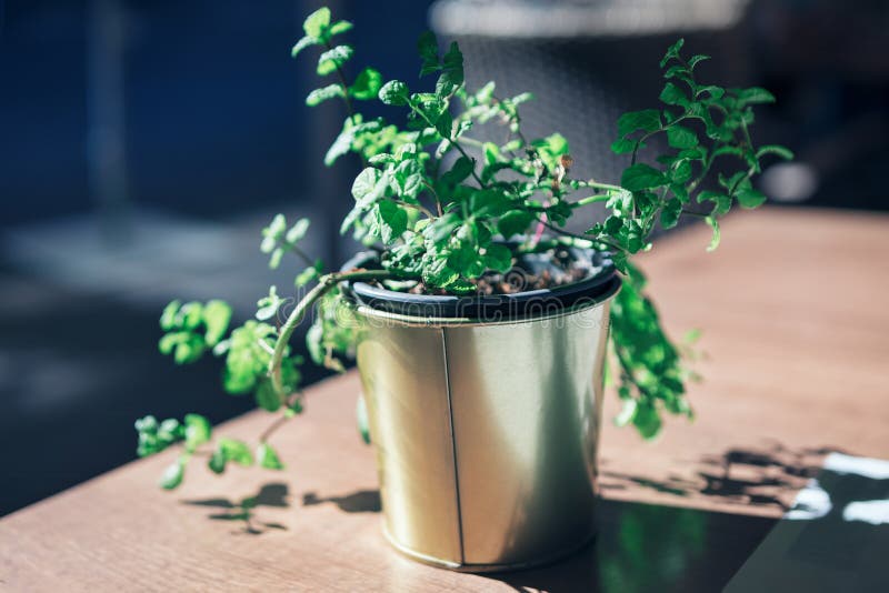 Flower Pot on the Table in the Restaurant Stock Image - Image of ...