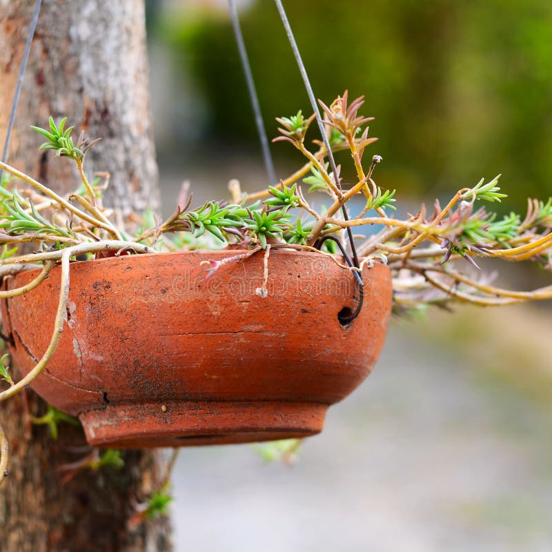 Flower pot on tree stock image. Image of ornamental, pottery - 40291841