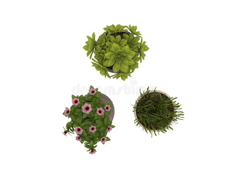 Flower in a Pot View from Above Path Selection Stock Photo - Image of ...