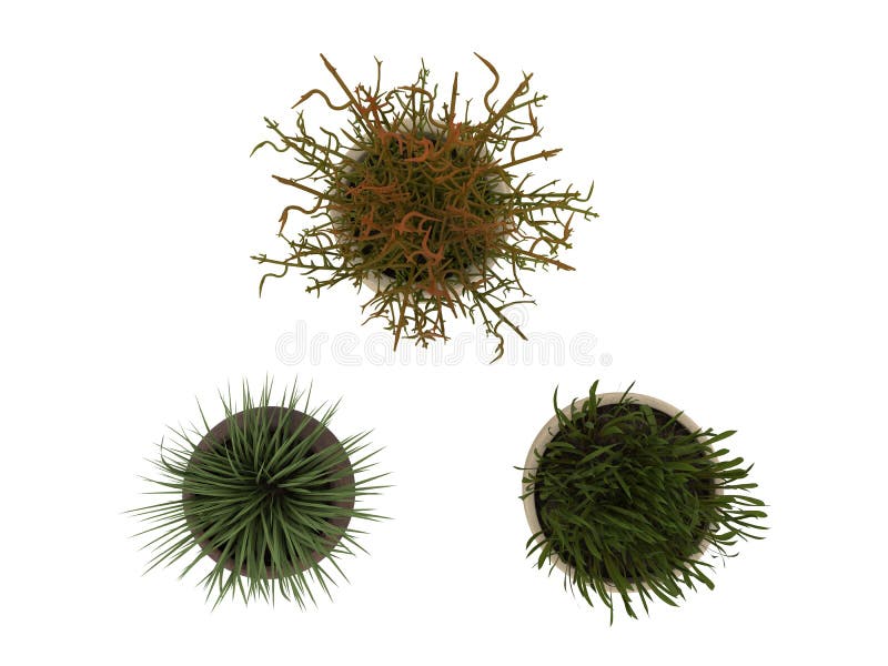 Flower in a Pot View from Above Path Selection Stock Photo - Image of ...