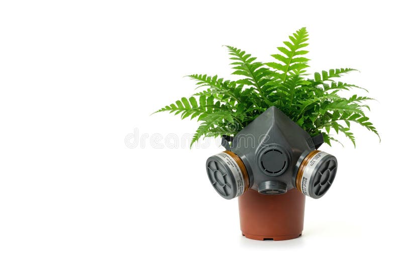 The Flower in the Pot Wears a Gas Mask. Space for Text. Stock Photo ...