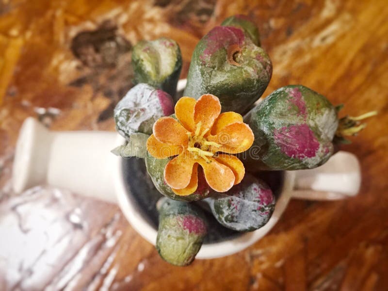 Flower in Pot on Wooden Table Stock Photo - Image of flowerpot, nature ...