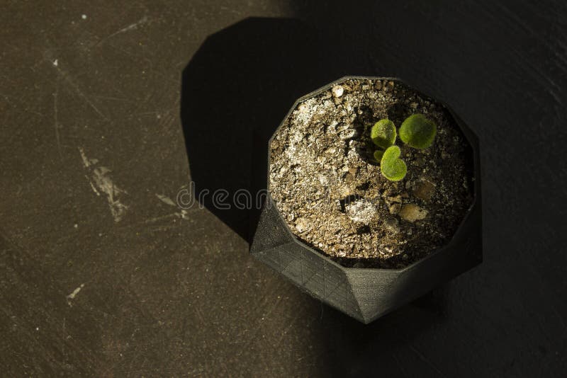 Flower in a Pot on a Wooden Table Stock Photo - Image of design ...