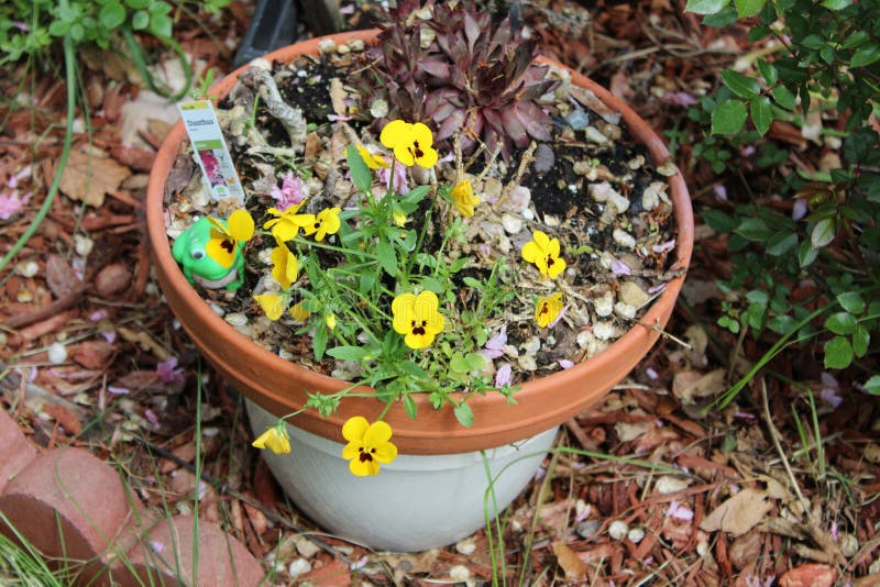 Flower pot yellow flower stock image. Image of yellow - 148467563