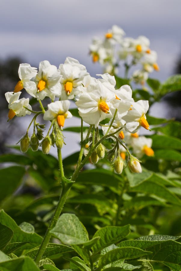 Flower of potato stock photo. Image of agriculture, leaves - 41846138