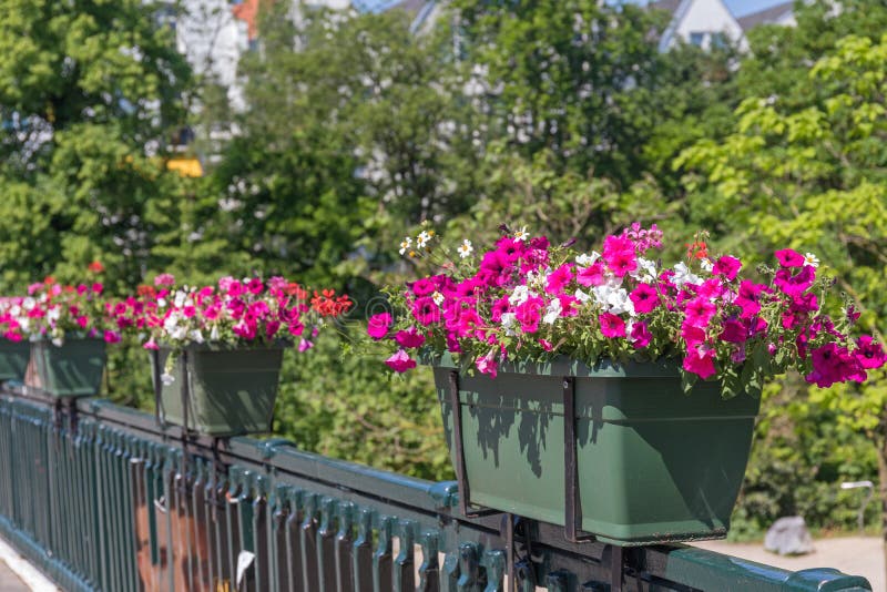 Flower Pots at Fence stock photo. Image of flower, park - 164443974