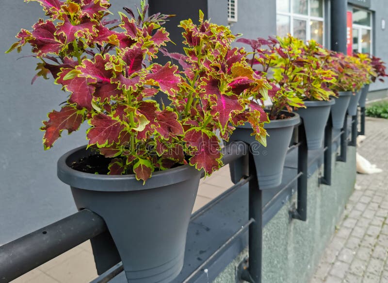 Flower Pots Filled with Plants in the Interior of the House Stock Image ...