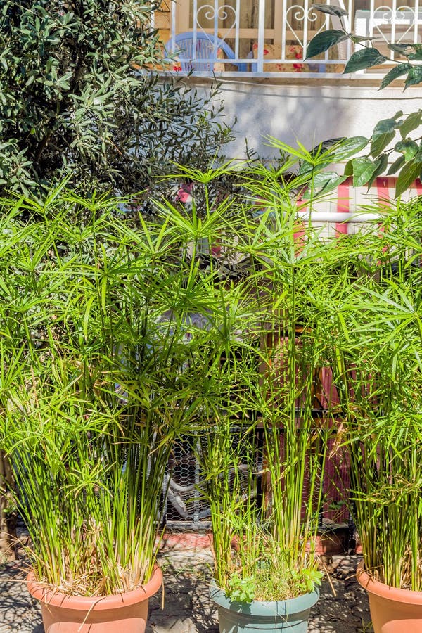 Flower Pots Growing Cyperus Papyrus Stock Image - Image of cyperus ...