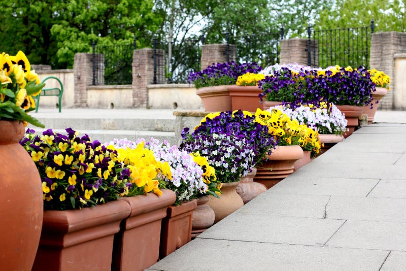 Flower Pots on Steps stock image. Image of iron, entrance - 14236091