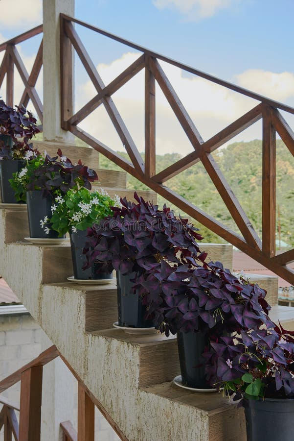 Flower Pots are Placed on the Steps. Stock Image - Image of purple ...