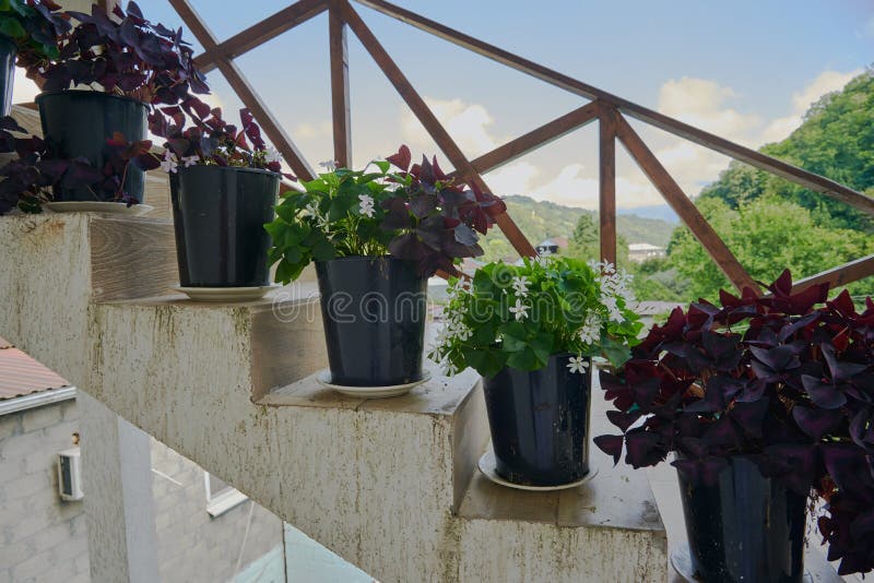 Flower Pots are Placed on the Steps. Stock Photo - Image of plant ...