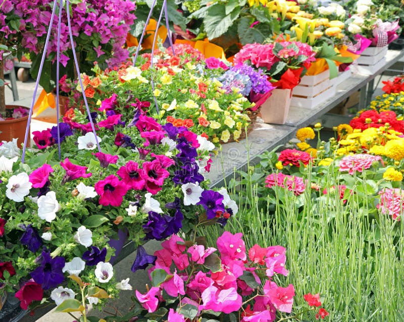 Flower Pots for Sale in the Flower Market in Spring Stock Image - Image ...
