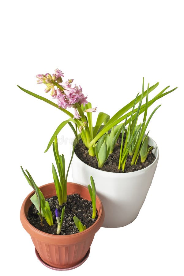 Flower Pots with Spring Flowers Hyacinth and Sprouts. Isolate on White ...