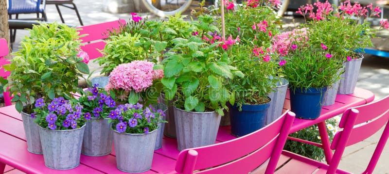 Flower pots in spring stock photo. Image of chairs, happy - 48216076
