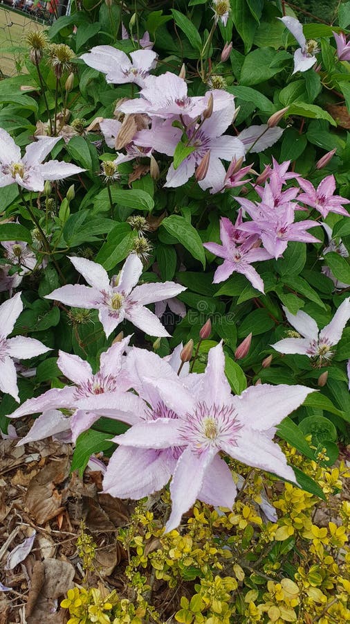 Flower stock image. Image of powder, pink, green, nature - 127067145