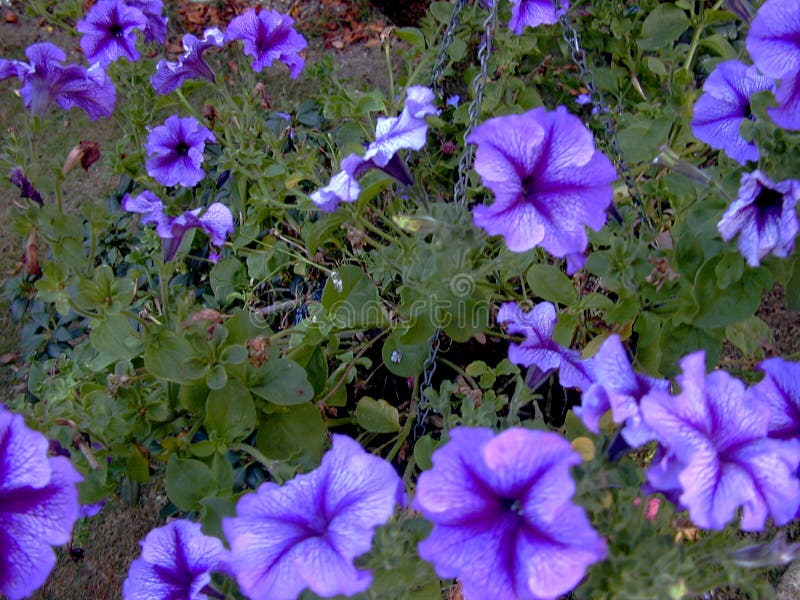 Flower power stock image. Image of petels, garden, flower - 17583